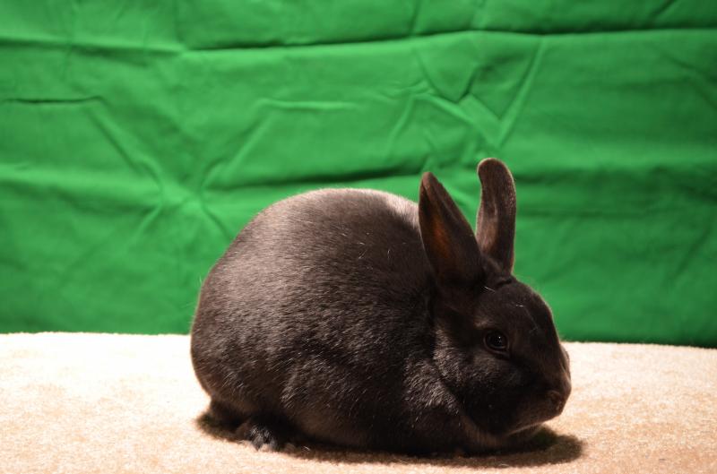 My Business - Mini Satins